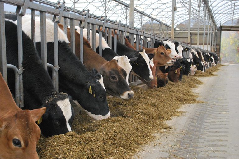 Extension & Outreach | College of Agriculture, Health and Natural Resources