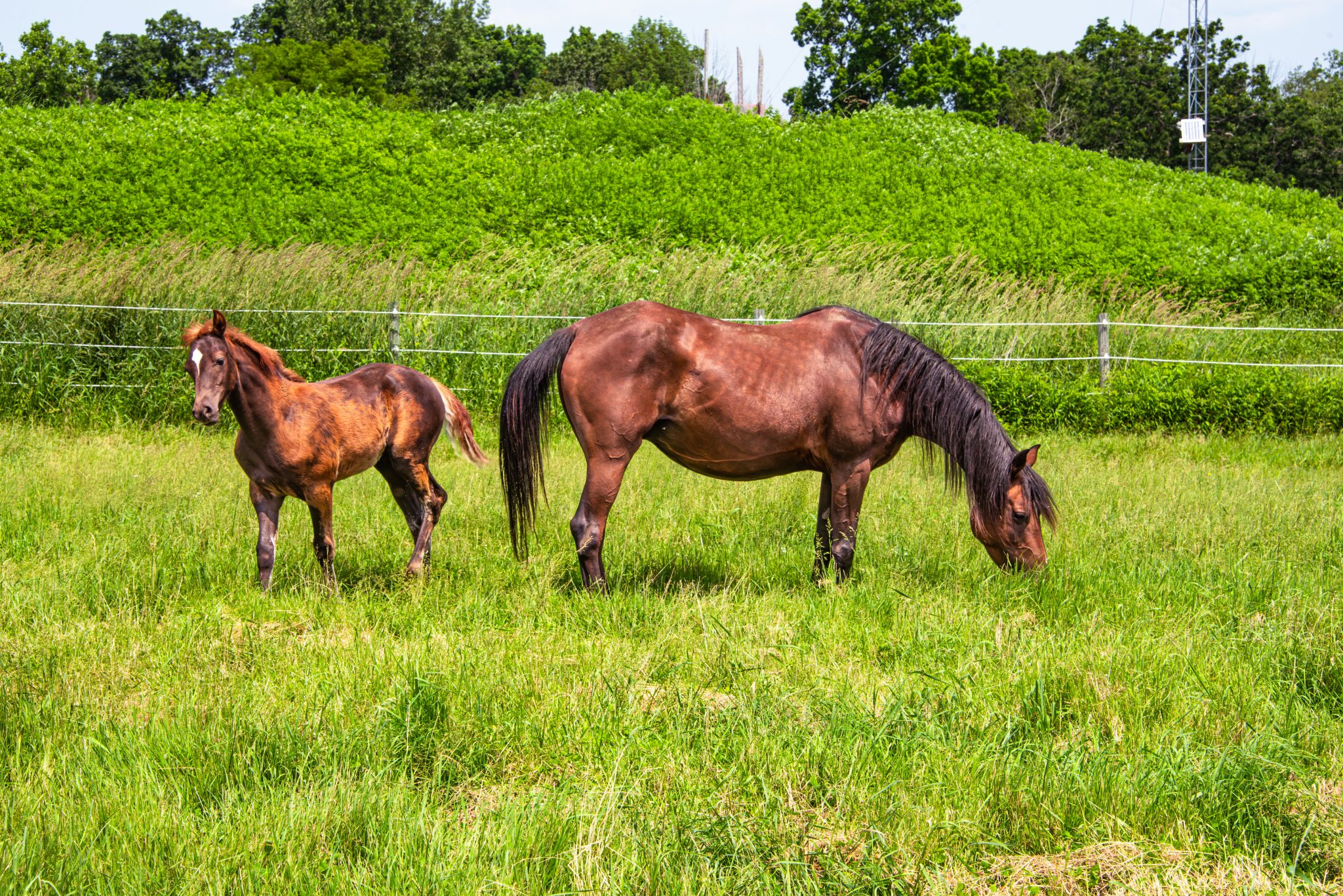 Facilities | College of Agriculture, Health and Natural Resources
